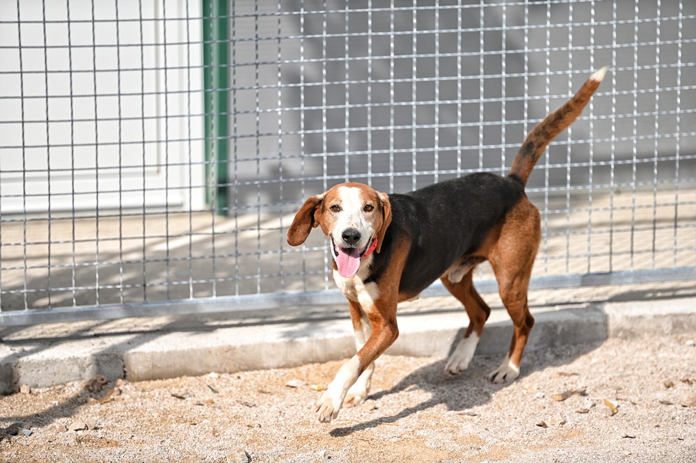 Artos | Trebinje Live